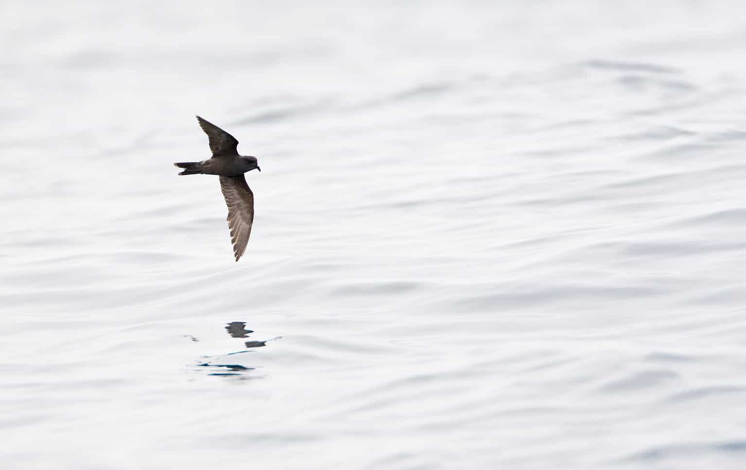 Discover 12 Incredible Birds That Start With A - A-Z Animals