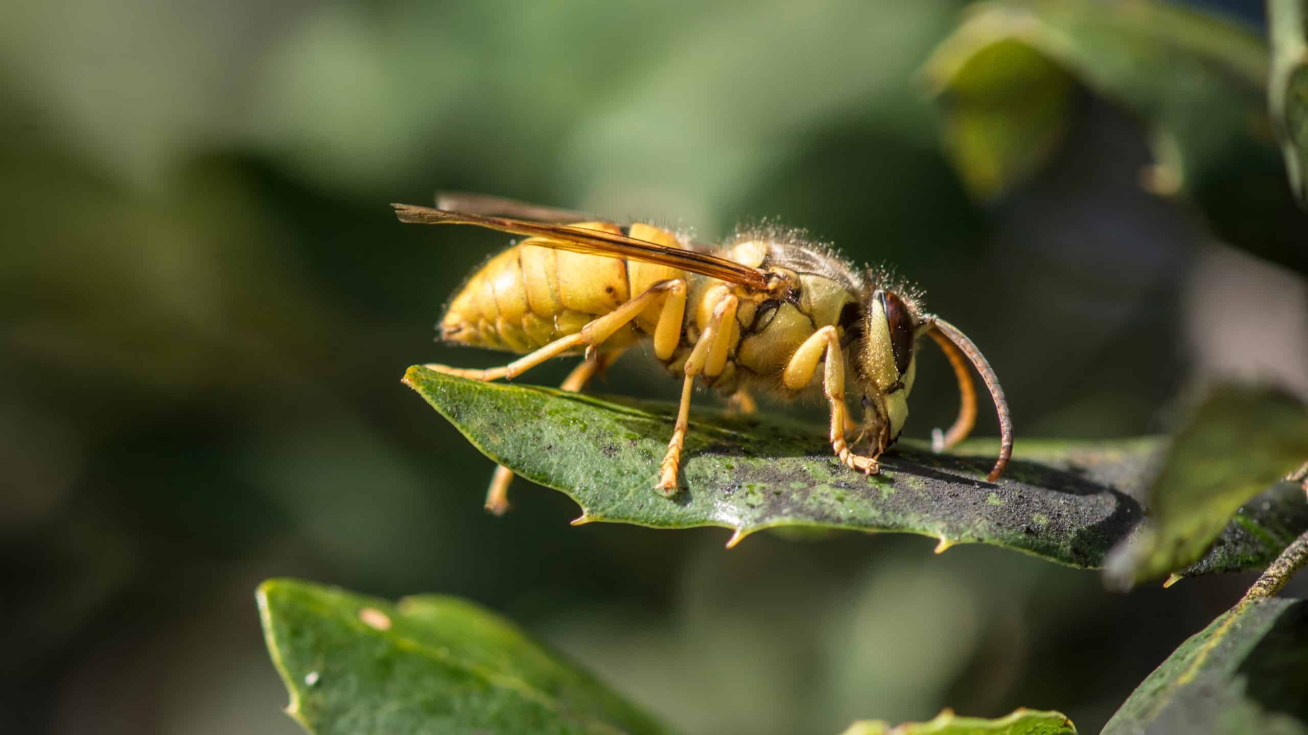What Happens When You Poke Sleeping Black Shield Hornets? - A-Z Animals