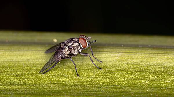 Discover Missouri's Most Annoying Insects and How to Avoid Their Bites ...
