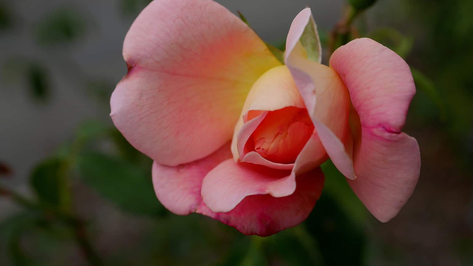 The 11 Best Perennial Flowers to Plant in South Carolina - A-Z Animals