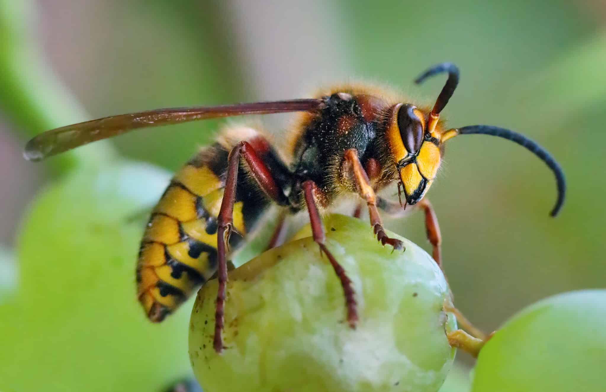 The Largest Wasps on Earth Pack Powerful Stings - A-Z Animals Slideshows
