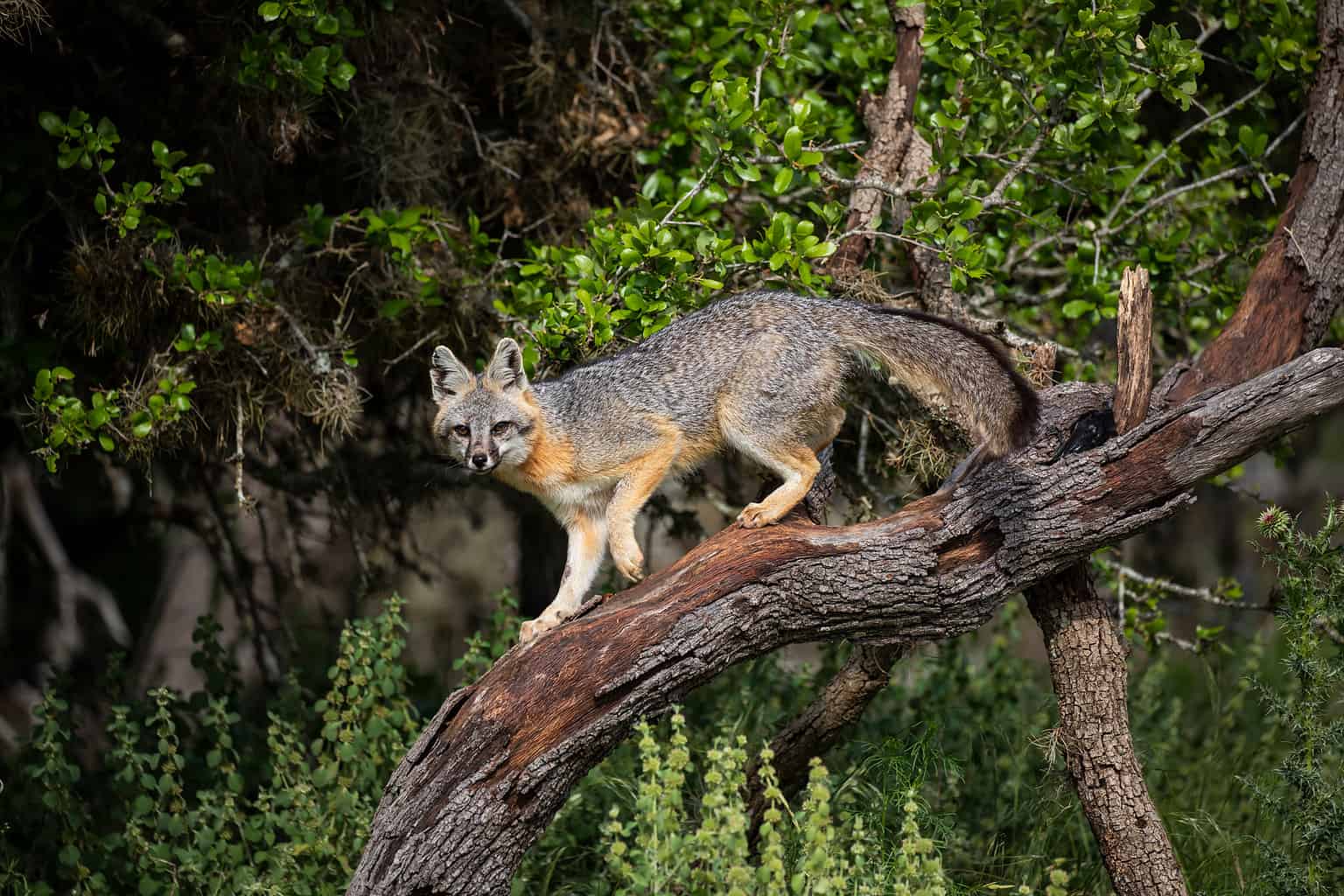 Foxes in Texas: Types and Where They Live - A-Z Animals