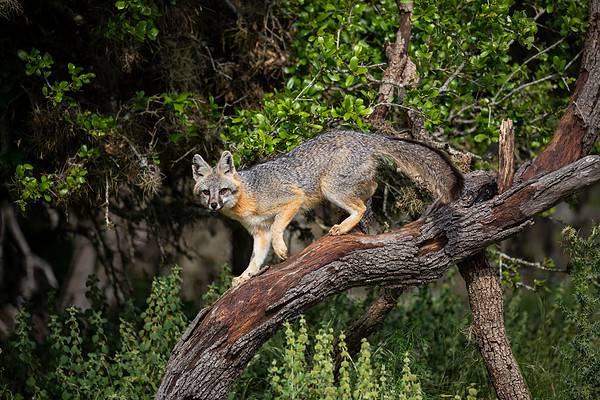Foxes in Maryland: Types and Where They Live - A-Z Animals
