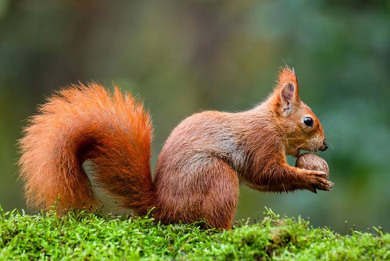 Discover the 15 Most Beautiful Wild Animals in England - A-Z Animals
