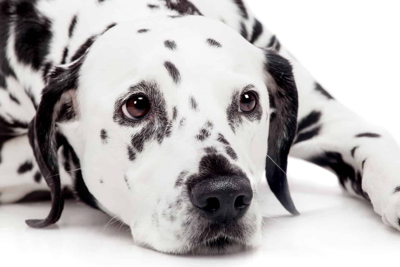 10 Incredible Facts About Dalmatians You Didn't Know - A-Z Animals