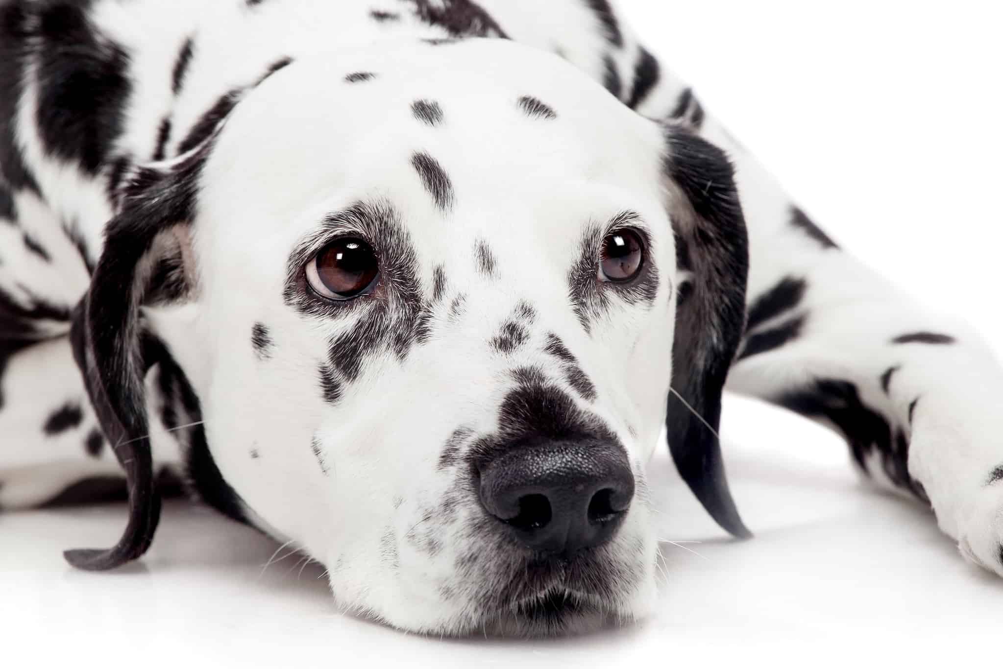 10 Incredible Facts About Dalmatians You Didn't Know - A-Z Animals