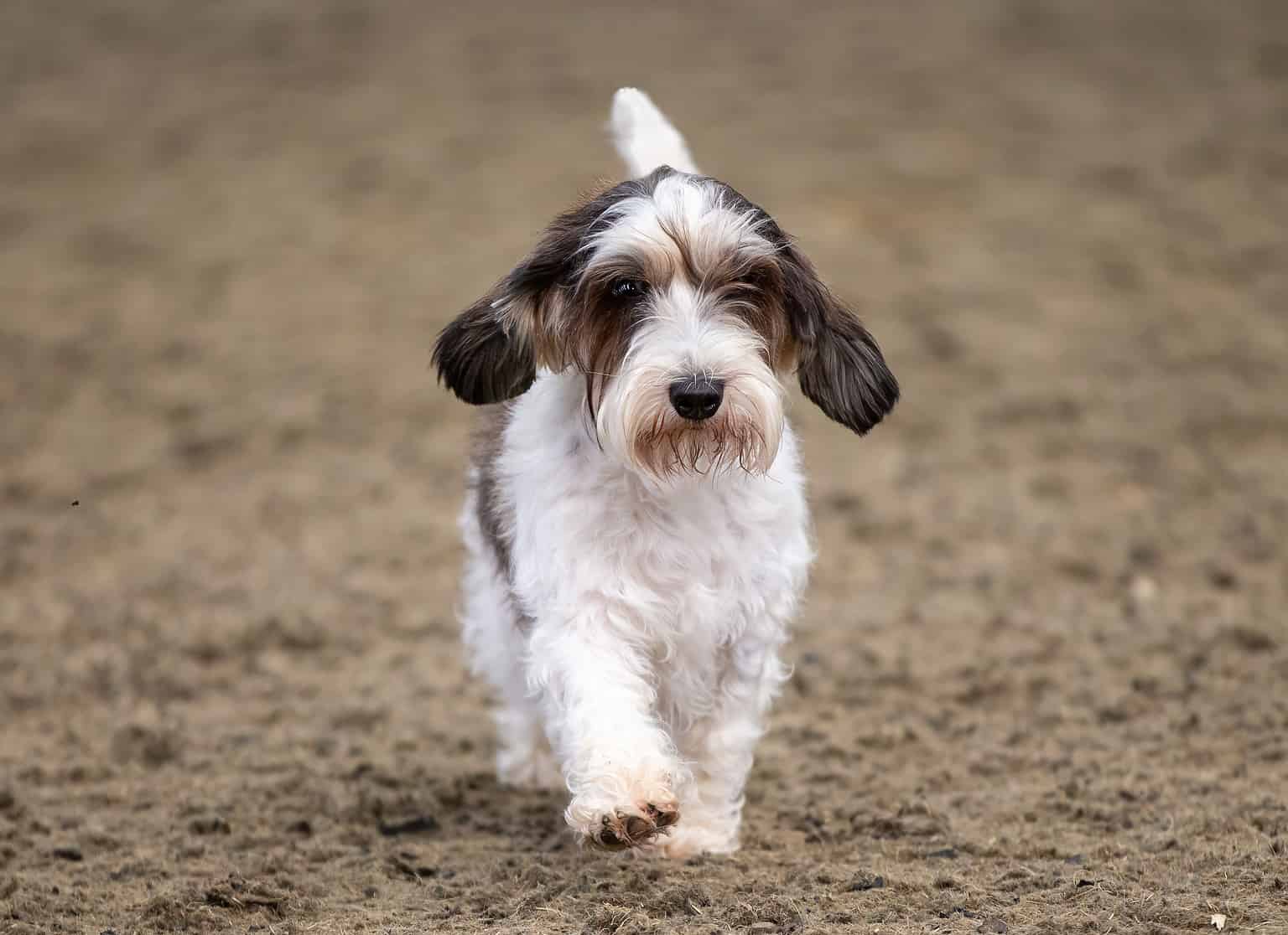 The 15 Most Popular Dog Breeds with Short Legs - A-Z Animals