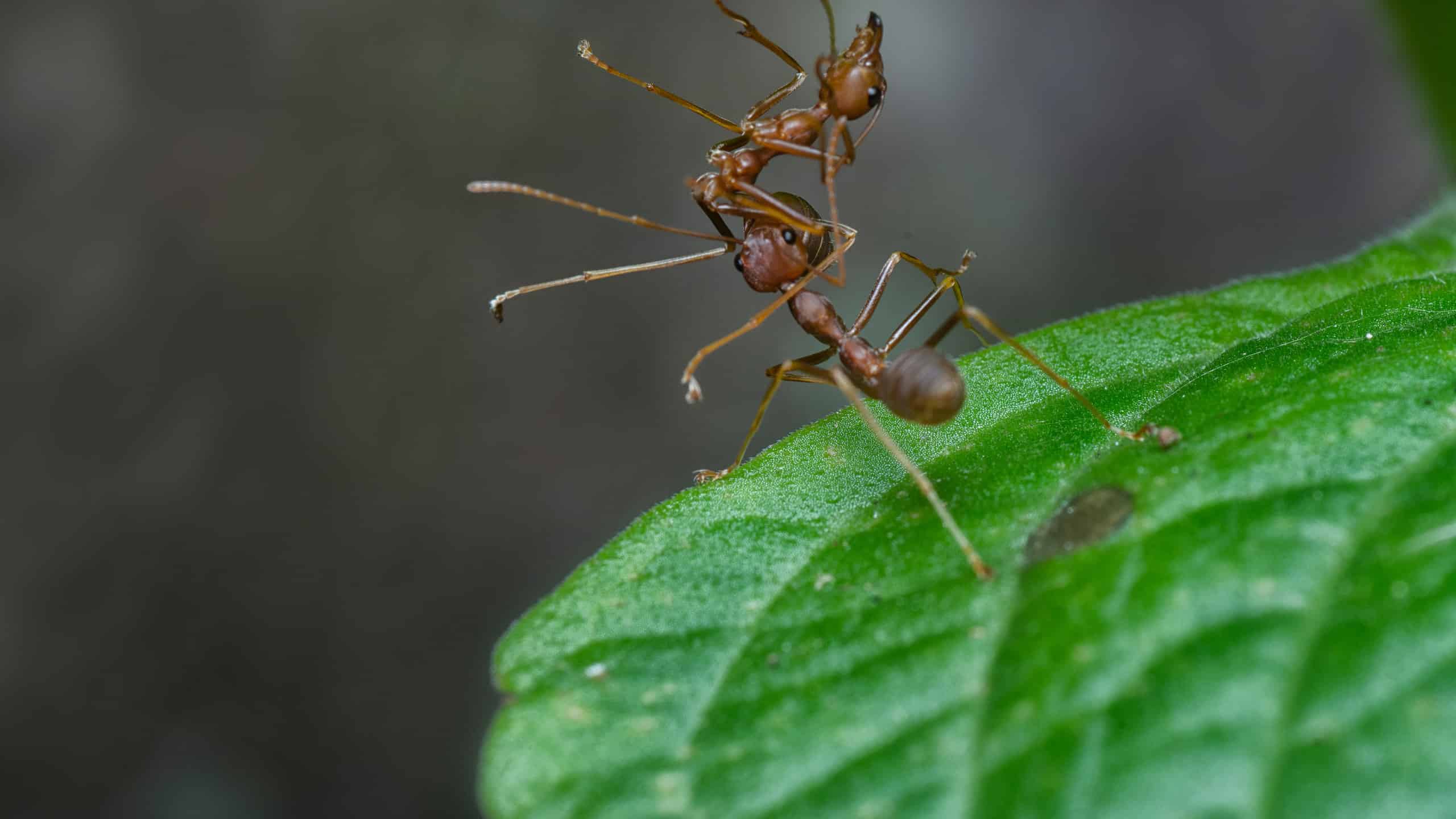Discover Why Ants Carry Away Their Dead - A-Z Animals