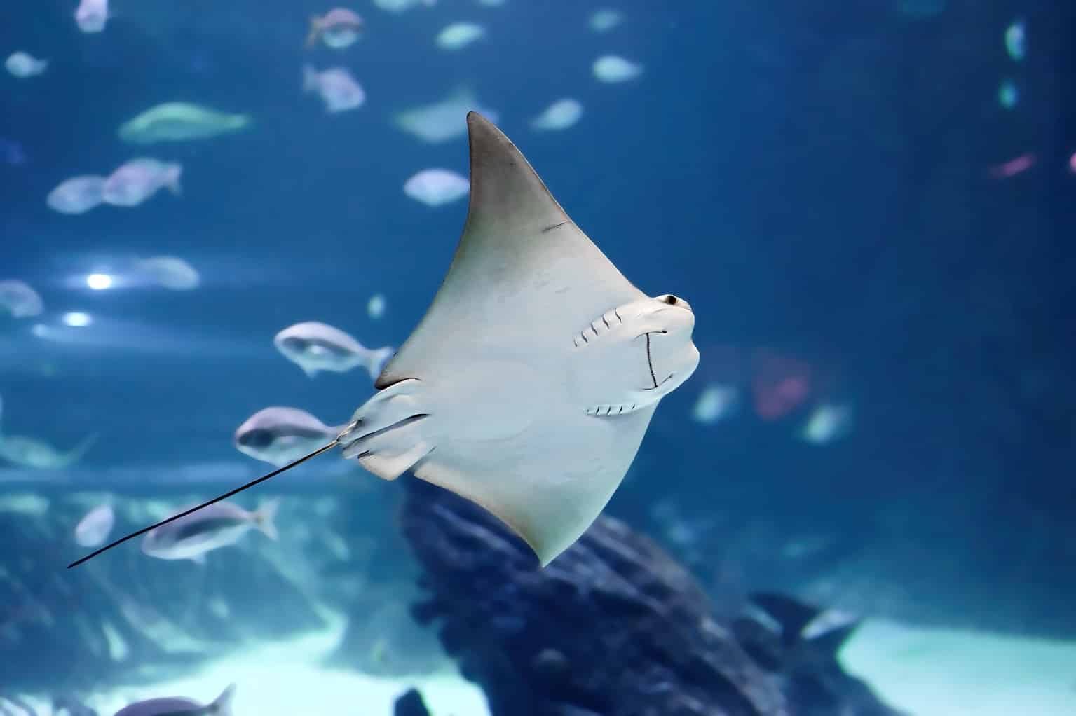 Stingray vs. Box Jellyfish: Which Deep Sea Creature Would Win In A ...