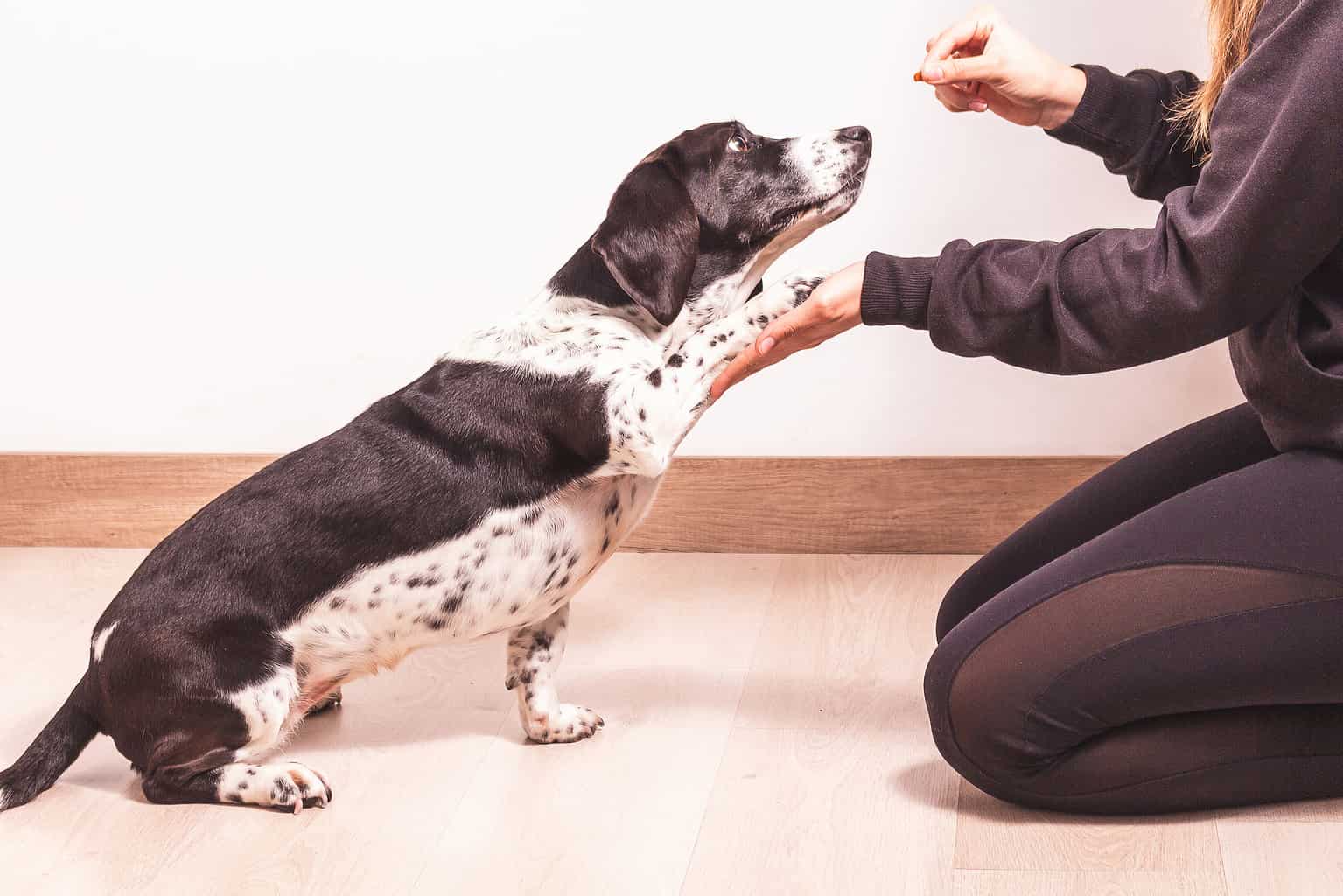 Meet the 15 Cutest Basset Hounds in the World - A-Z Animals