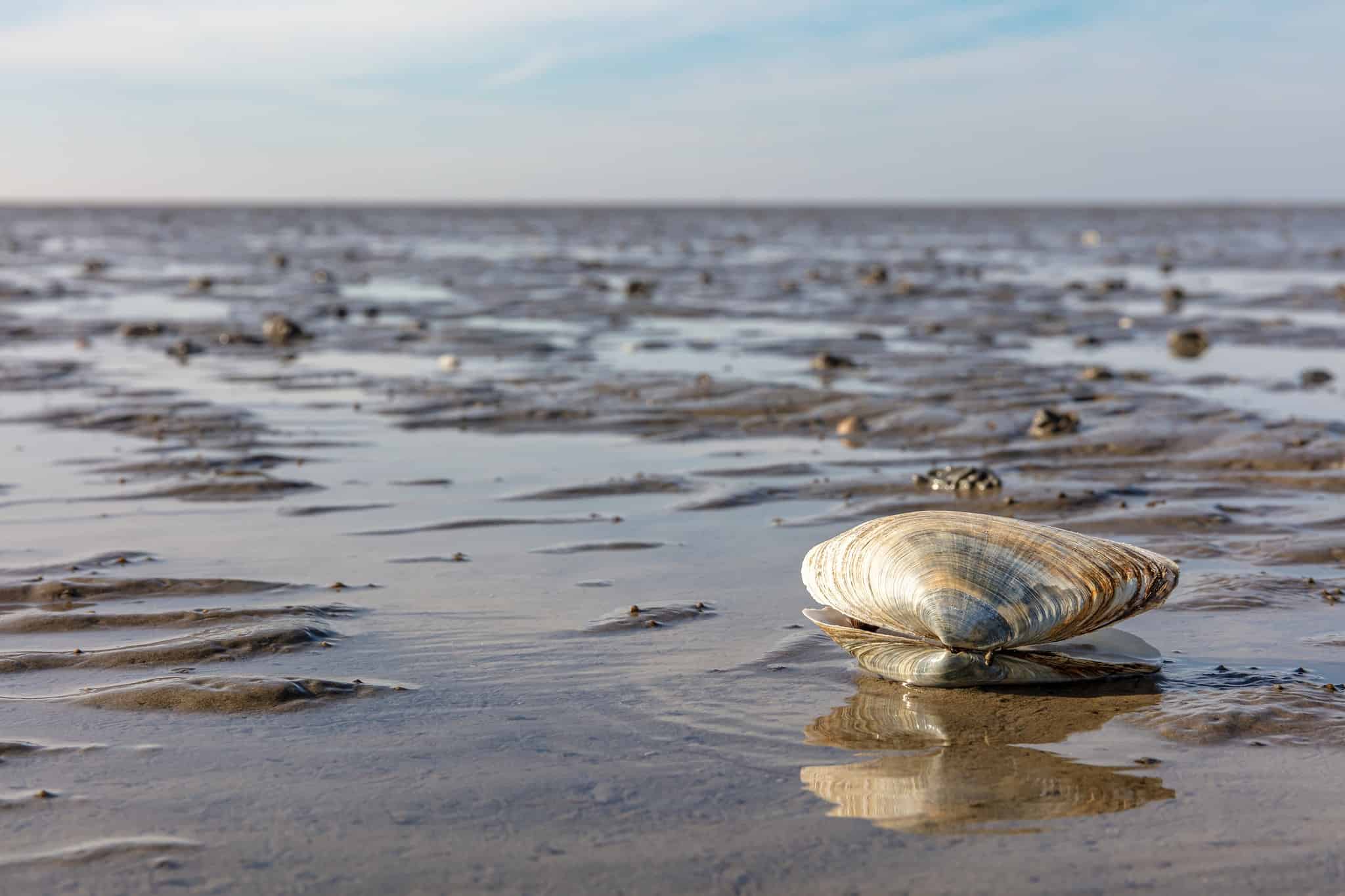 Discover 5 Types of Sea Animals With Shells (and Why They Have Them ...