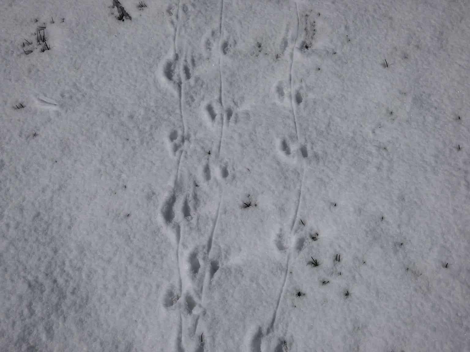 Mouse Tracks: Identification Guide for Snow, Mud, and More - A-Z Animals