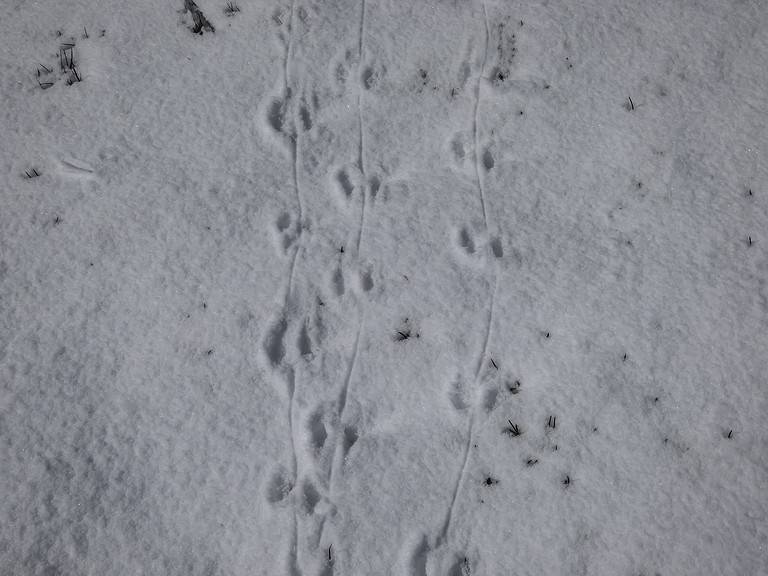 Mouse Tracks: Identification Guide for Snow, Mud, and More - A-Z Animals