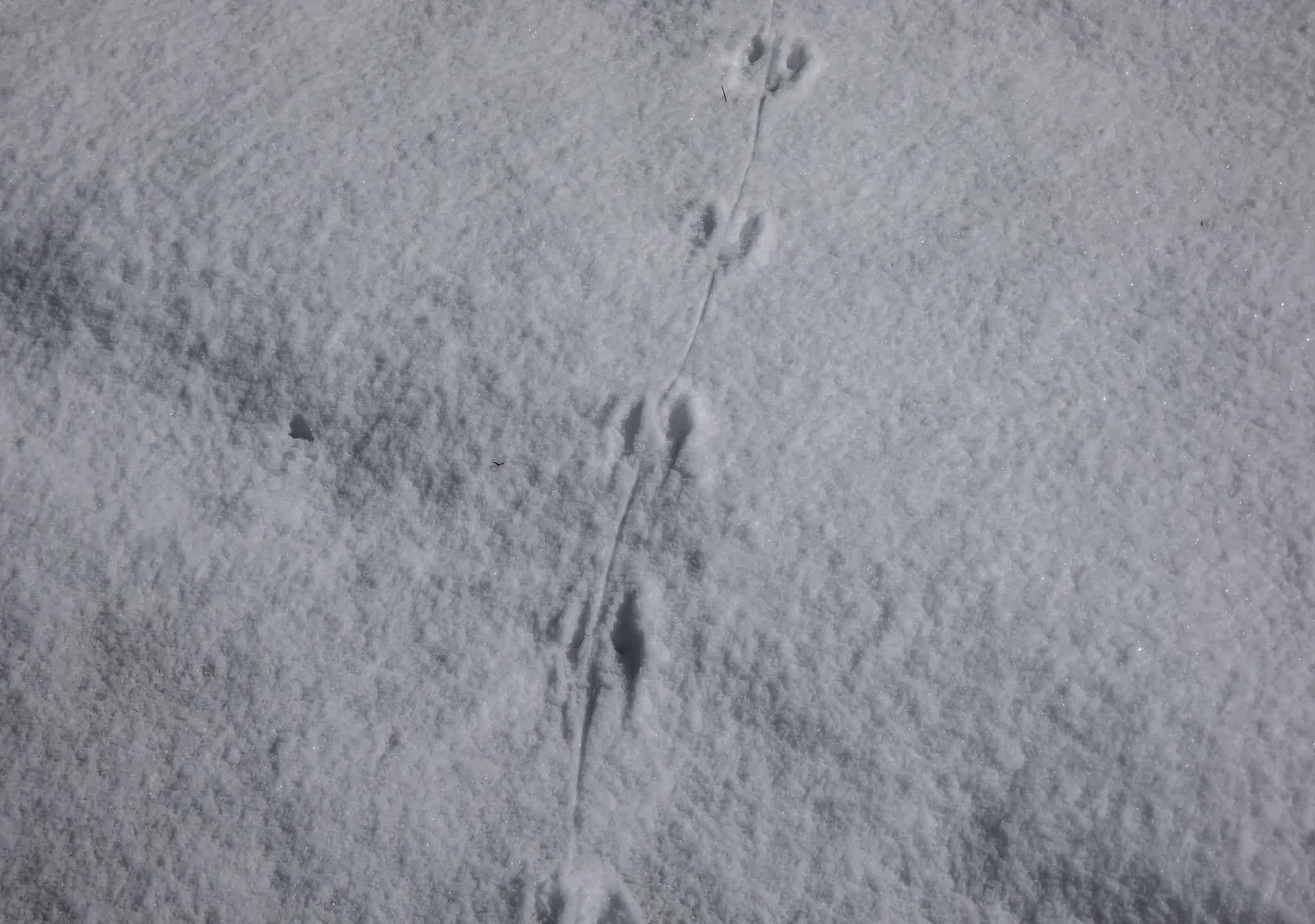 Mouse Tracks: Identification Guide for Snow, Mud, and More - A-Z Animals