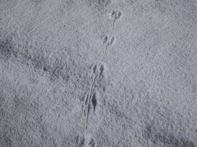 Mouse Tracks: Identification Guide for Snow, Mud, and More - A-Z Animals