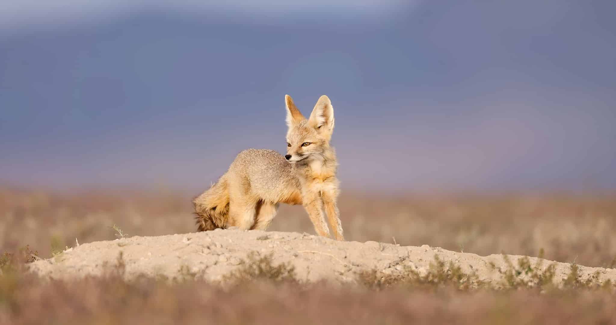 Kit Fox Animal Facts - Vulpes macrotis merriam - A-Z Animals