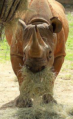 Straw vs. Hay: What Is the Difference and Best Uses of Each - A-Z Animals