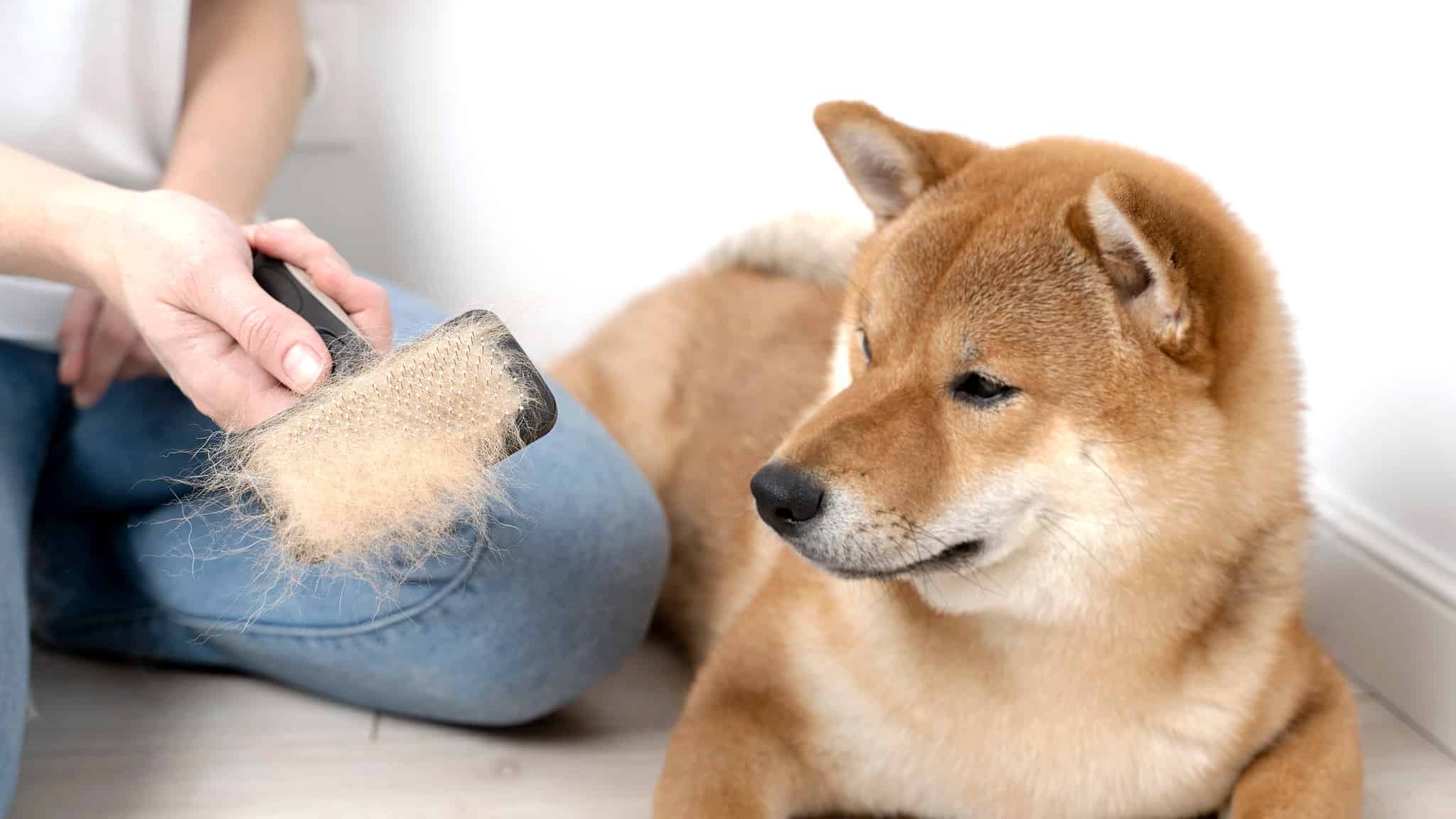 Shiba Inu - A-Z Animals