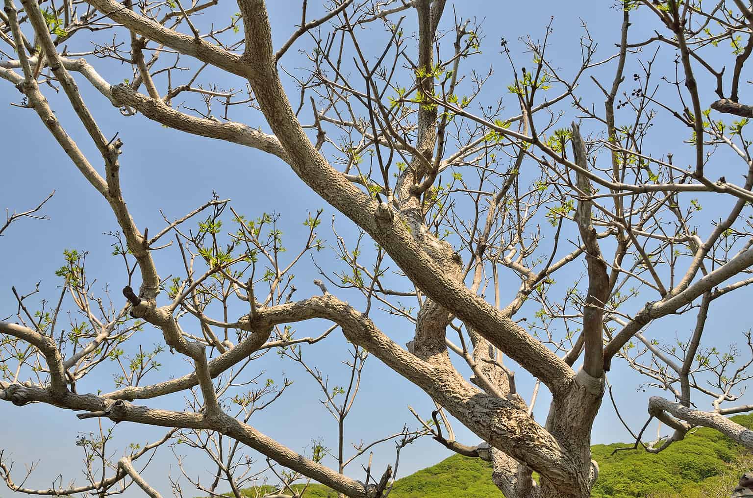 Discover 15 Invasive Species in Wisconsin - A-Z Animals