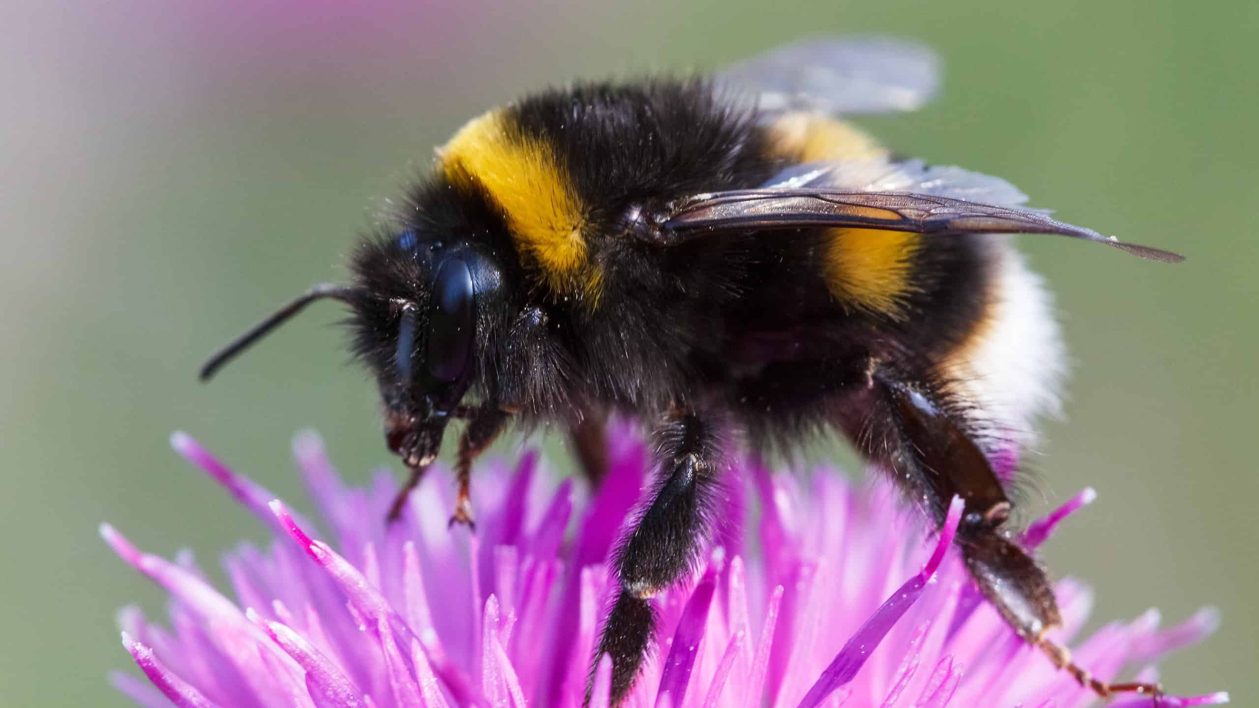 All the Buzz: How to Tell a Bumblebee from a Honeybee – www ...