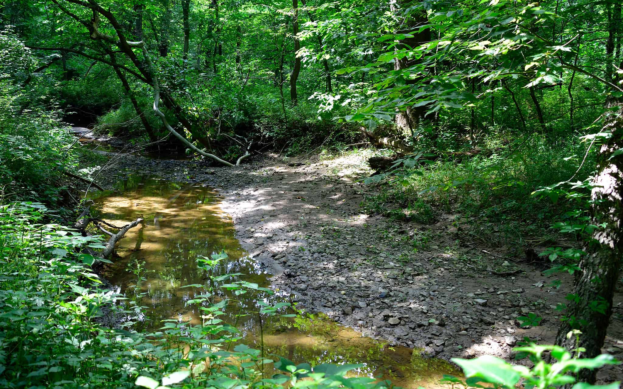 The 5 Most Snake-Infested Rivers in Missouri