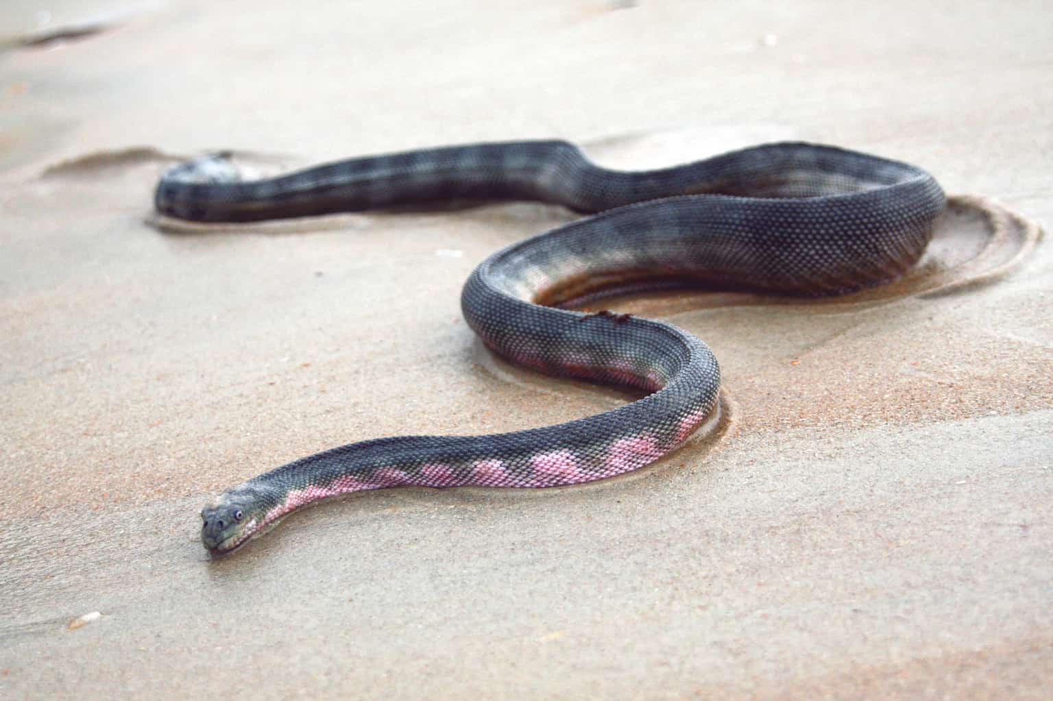Largest Sea Snake on Record Is Also One of the Most Toxic Animals Alive ...