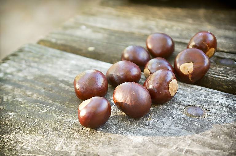 Discover Why Ohio Is Called the Buckeye State - A-Z Animals