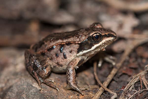 12 Types of Frogs in Ohio (Are Any Poisonous?) - A-Z Animals