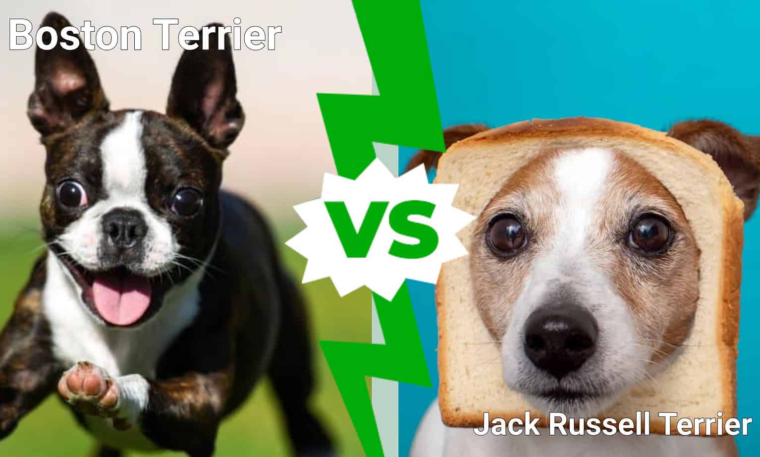 Boston Terrier vs. Jack Russell: 4 Main Differences Explained - A-Z Animals