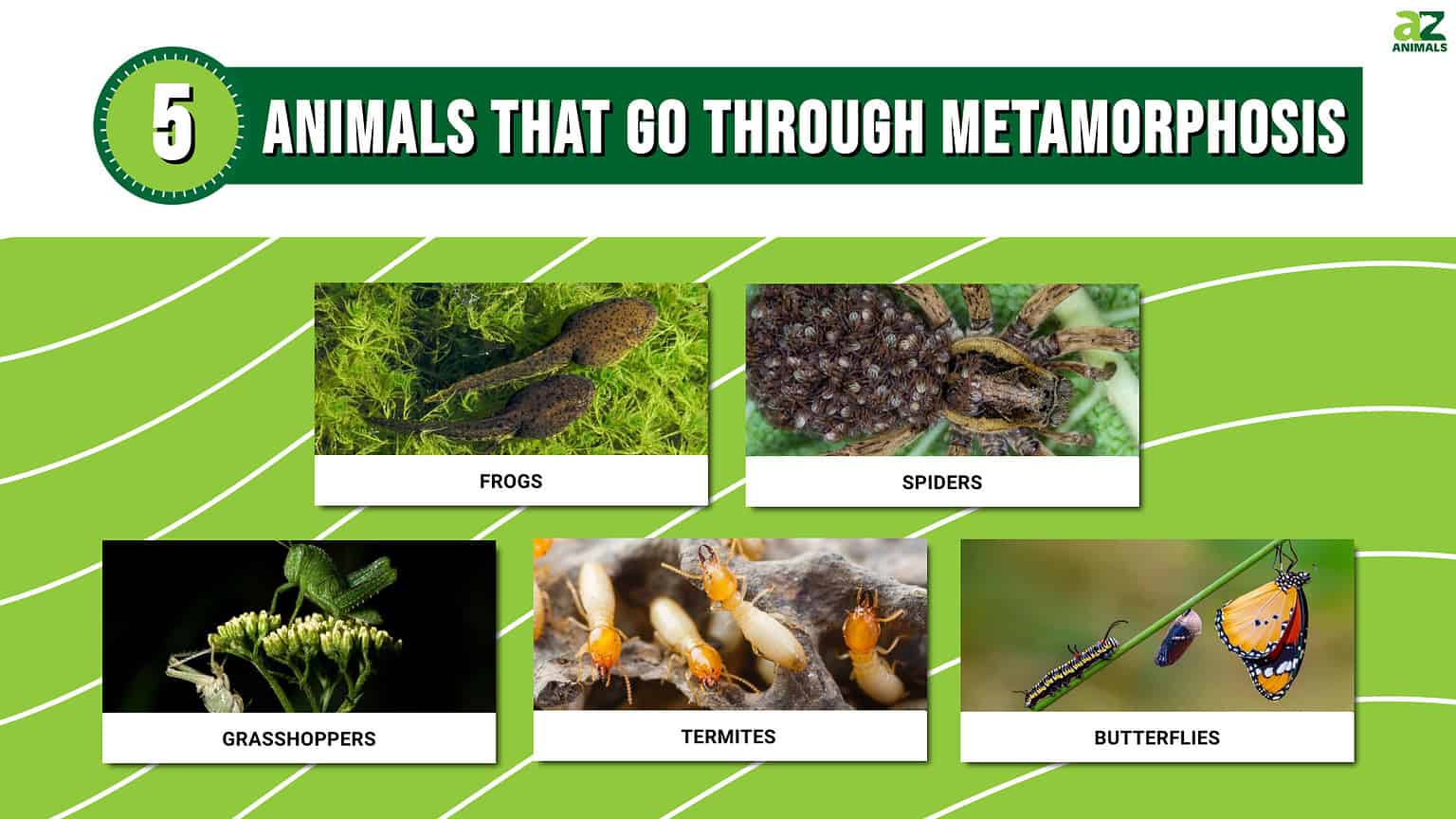 5 Animals That Go Through Metamorphosis & How They Do It - A-Z Animals