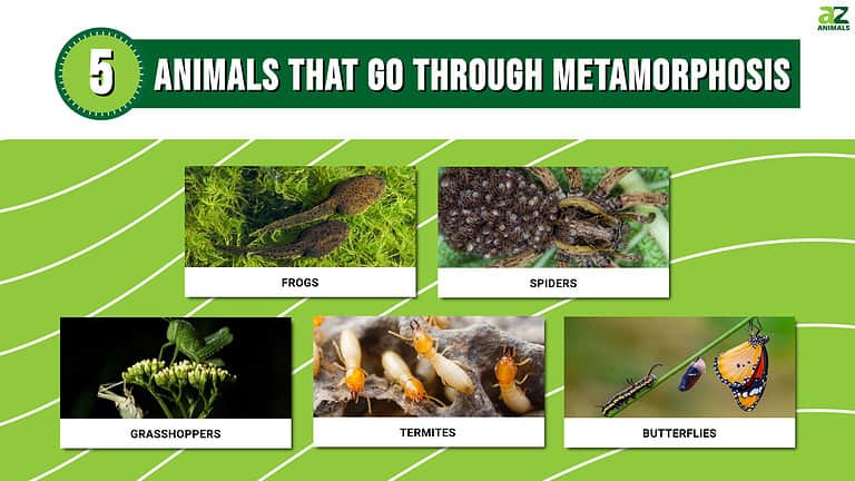 5 Animals That Go Through Metamorphosis & How They Do It - A-Z Animals