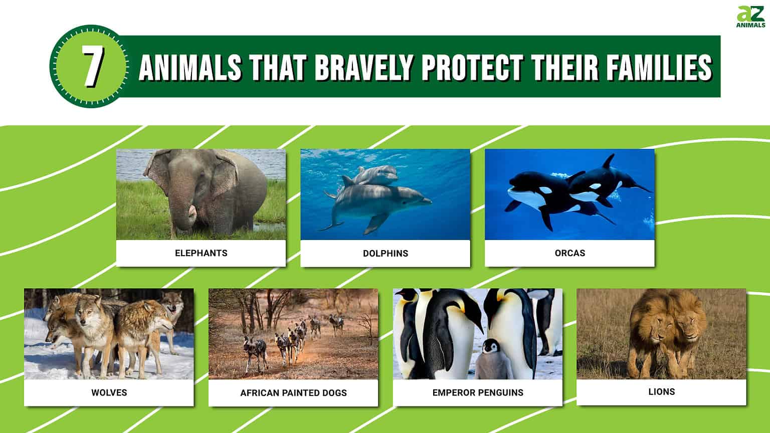 7 Animals That Bravely Protect Their Families - A-Z Animals