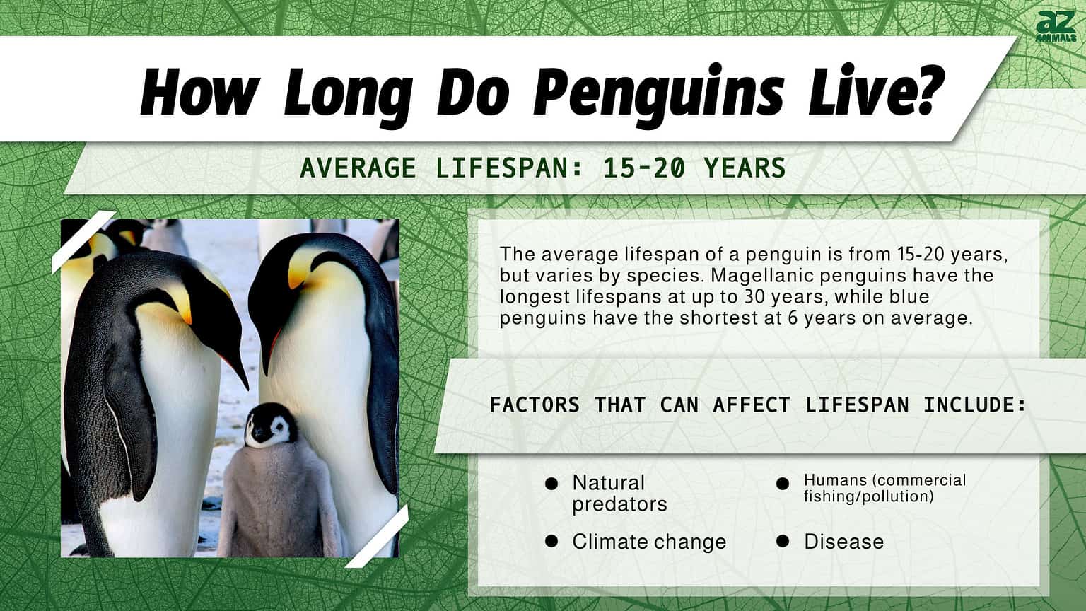 Penguin Lifespan: How Long Do Penguins Live? - A-Z Animals