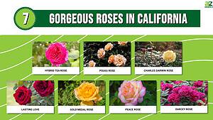 7 Gorgeous Roses In California: Best Roses To Grow, Top Rose Gardens ...