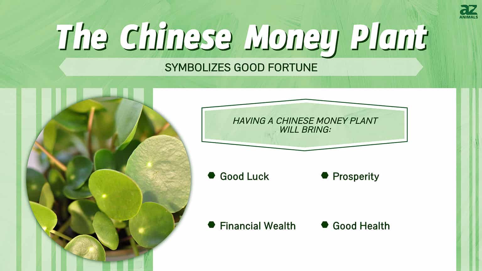The Meaning Of Chinese Money Plant - A-Z Animals