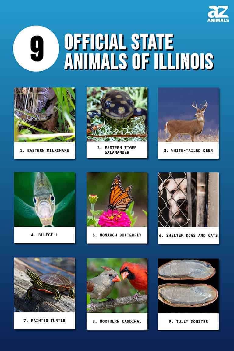 Discover the 9 Official State Animals of Illinois - A-Z Animals