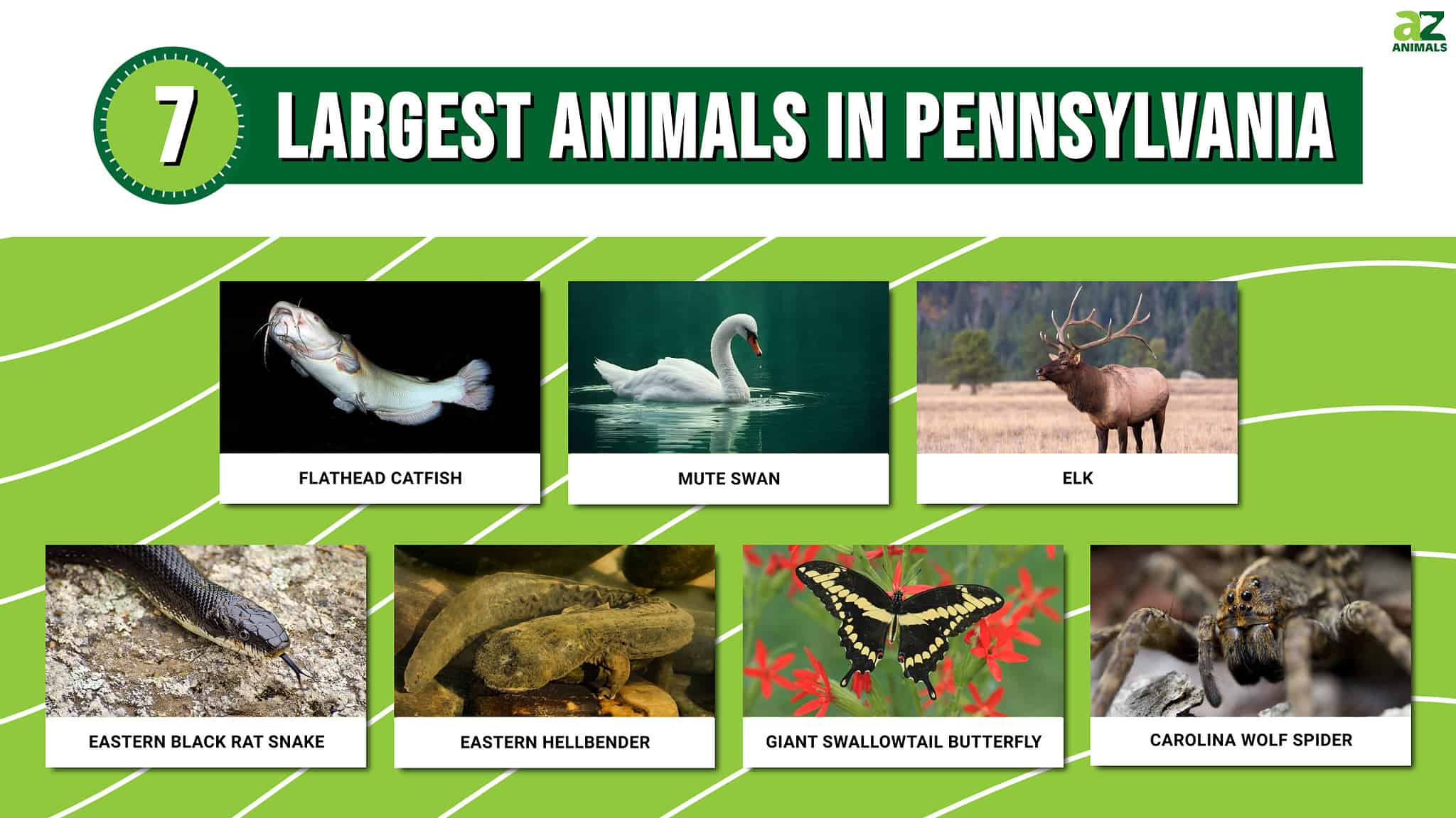 Discover The 7 Largest Animals In Pennsylvania, and Where You'll Find ...