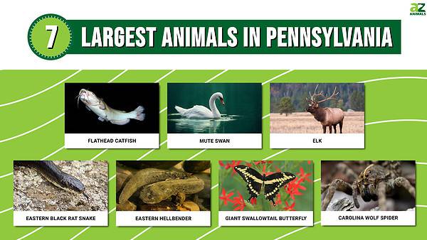Discover The 7 Largest Animals In Pennsylvania, and Where You'll Find ...