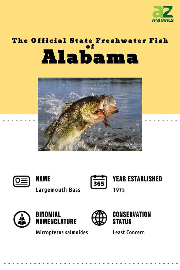 Discover the Official State Fish of Alabama (And Where You Might Spot It This Summer) - A-Z Animals