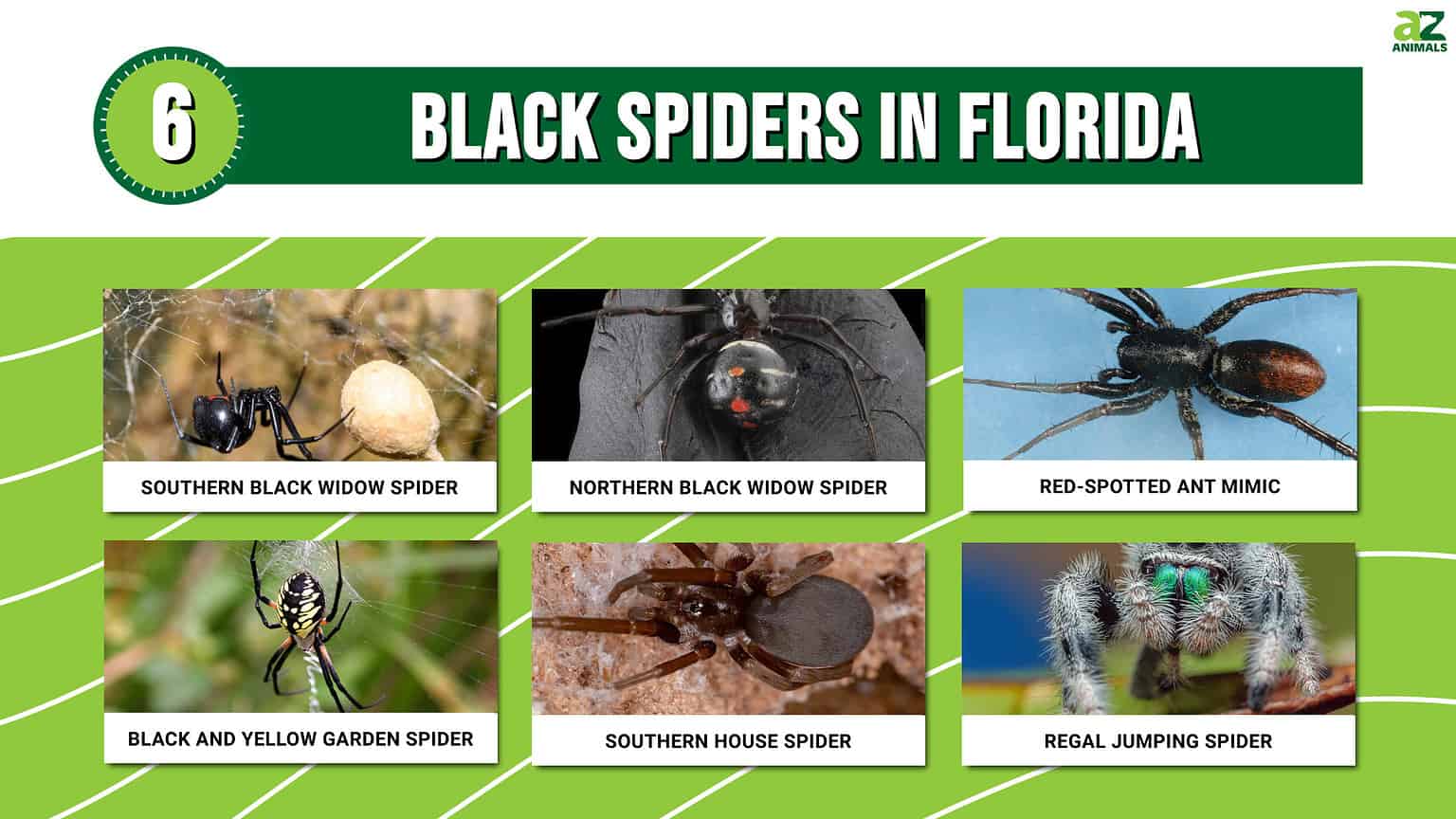 Discover 6 Black Spiders in Florida - A-Z Animals