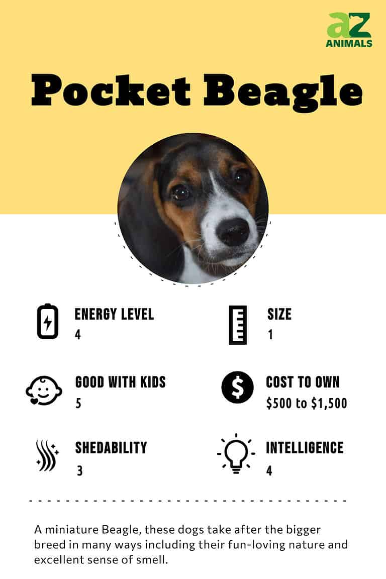 Pocket Beagle Dog Breed Complete Guide - A-Z Animals