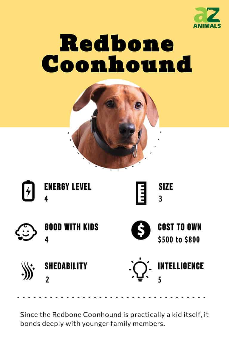 Redbone Coonhound Dog Breed Complete Guide - A-Z Animals