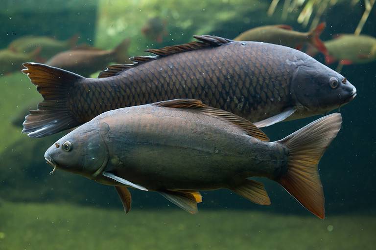 Carp Size Comparison: Just How Big Do These Fish Get? - A-Z Animals