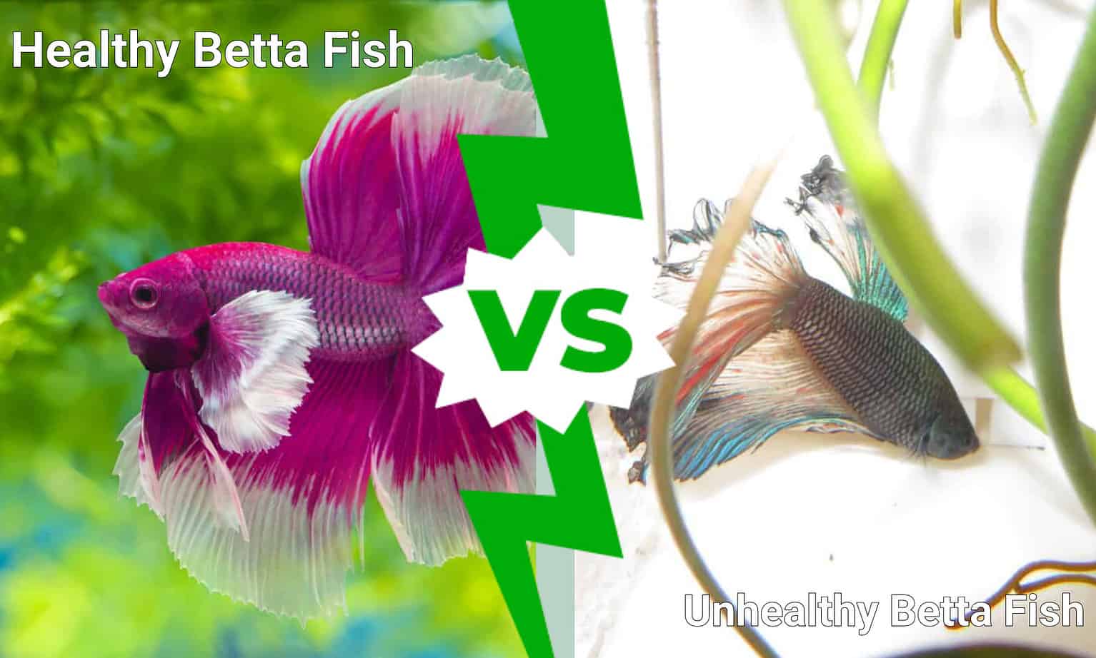 Healthy Betta Fish vs. Unhealthy: 10 Warnings Signs - A-Z Animals