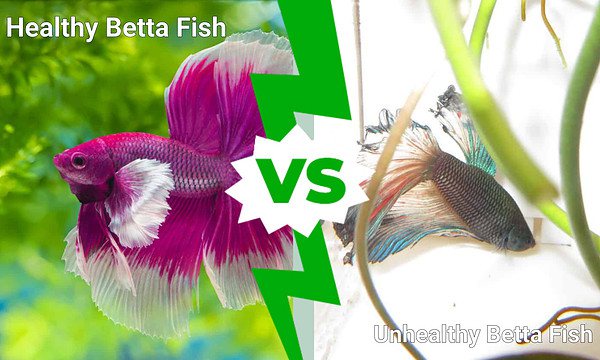 Healthy Betta Fish vs. Unhealthy: 10 Warnings Signs - A-Z Animals