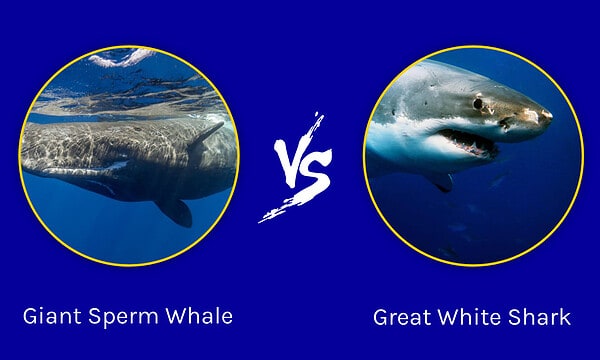 Sperm Whale vs. Great White Shark: Which Ocean Mammoth Is More Powerful ...