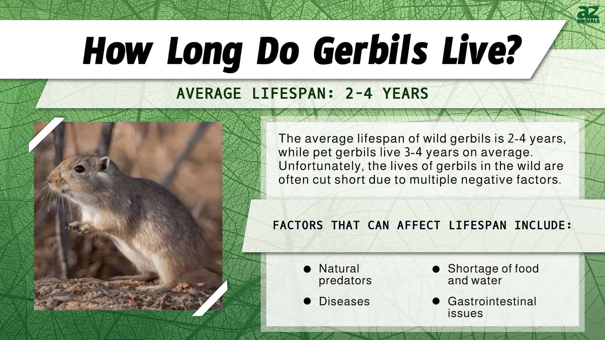 Gerbil Lifespan: How Long Do Gerbils Live? - A-Z Animals