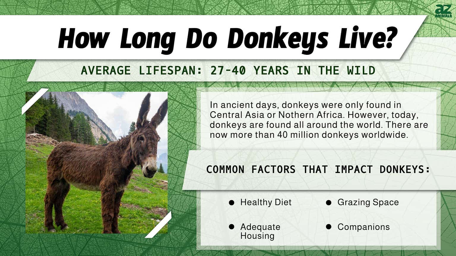 Donkey Lifespan: How Long Do Donkeys Live? - A-Z Animals