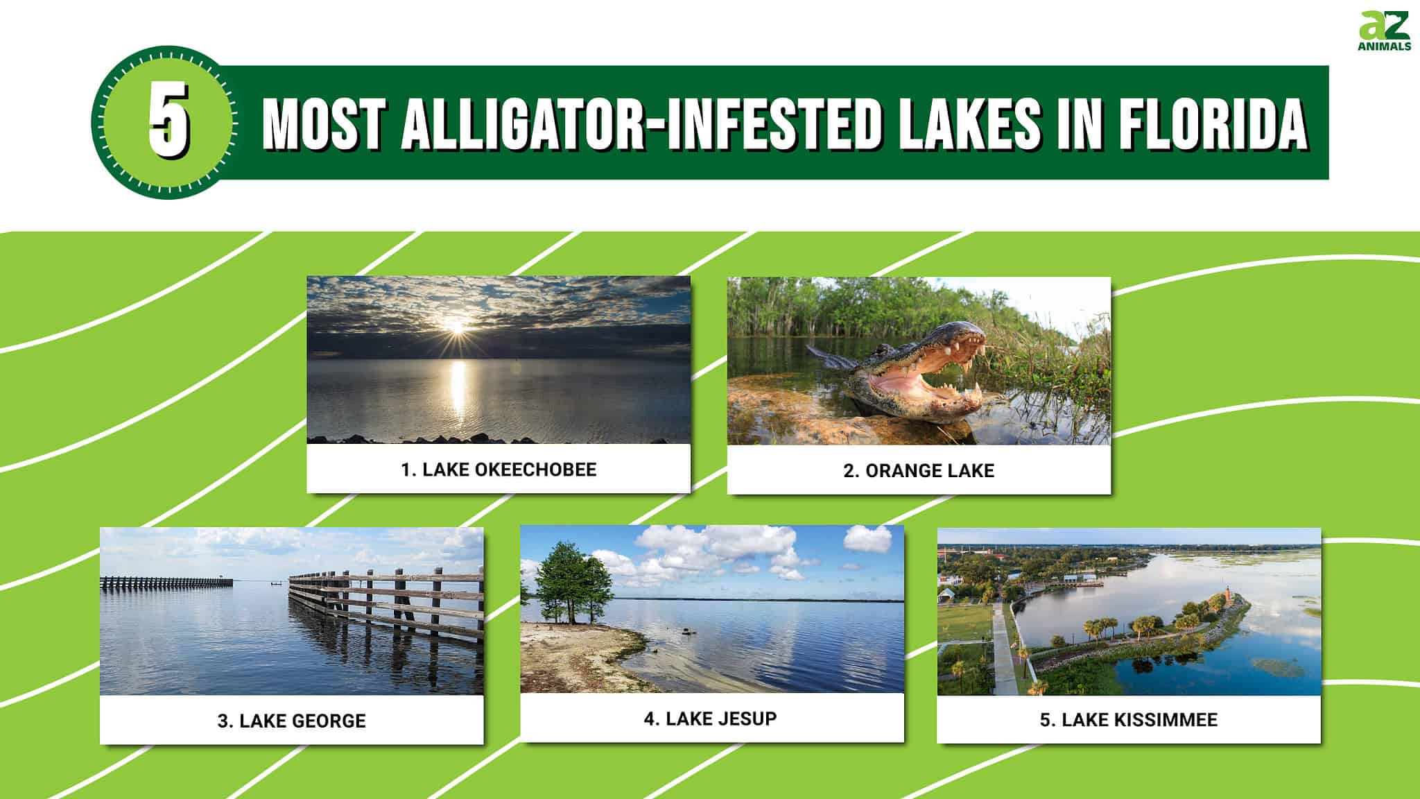 Discover the Most Alligator-Infested Lakes in Florida in 2024 - A-Z Animals