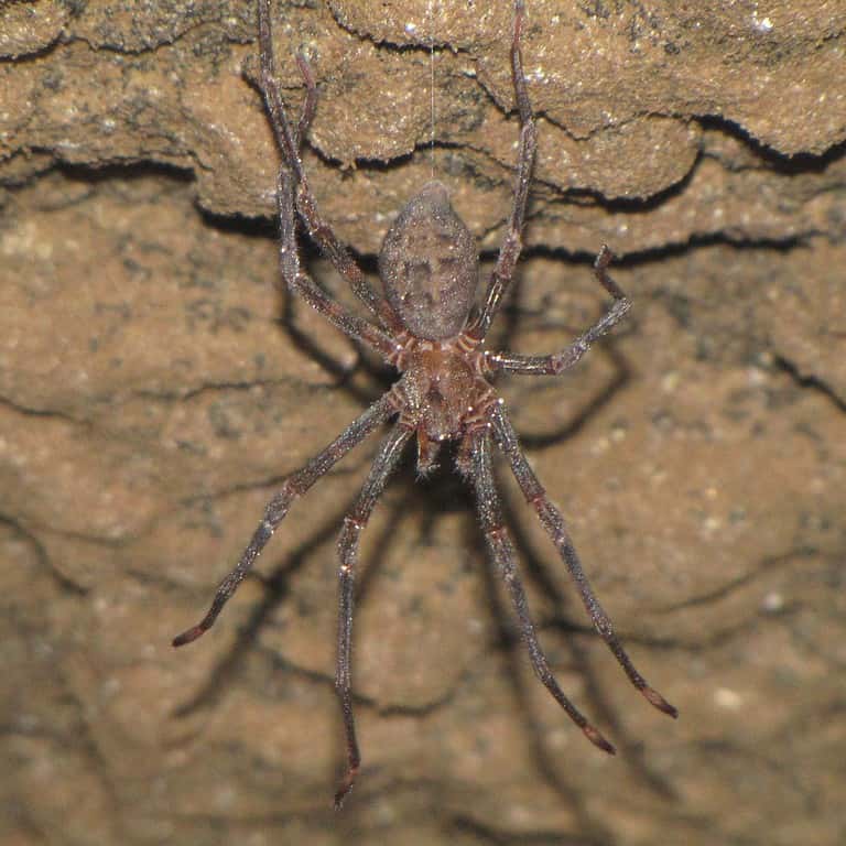 12 Most Terrifying Spiders Found in New Zealand - A-Z Animals